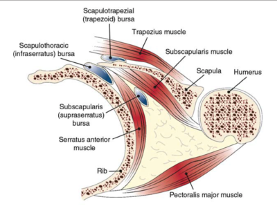 Snapping Scapula | Scapulothoracic Bursitis | Colorado
